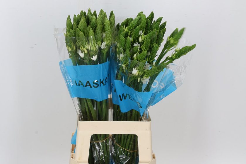 Ornit-Thy-Mount-Fuji – Emirgan Botanik