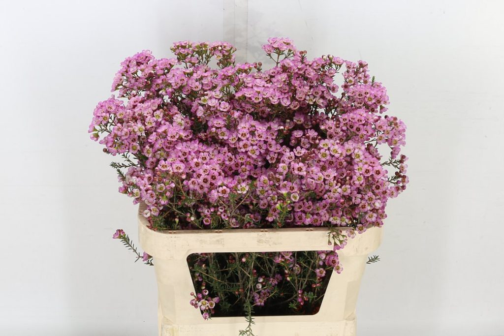 Pink-chamelaucium – Emirgan Botanik