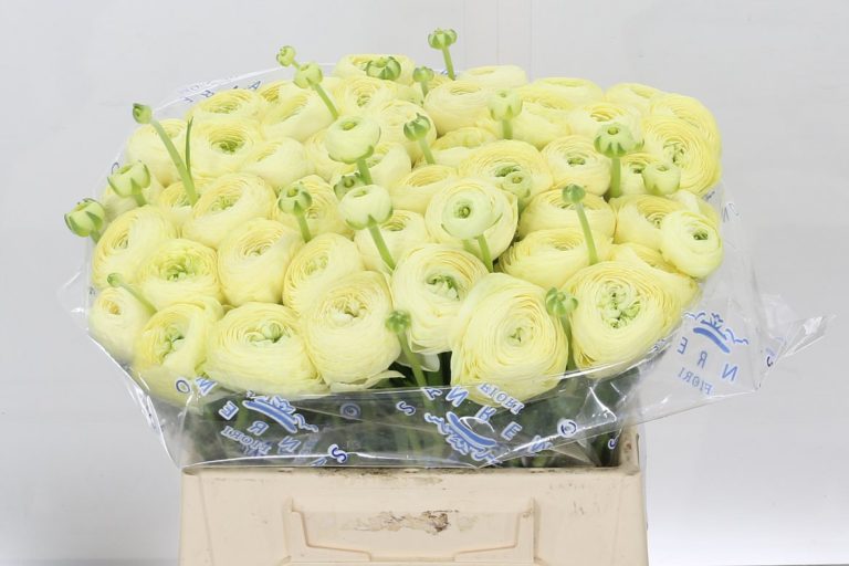 Ranunculus-Cream – Emirgan Botanik