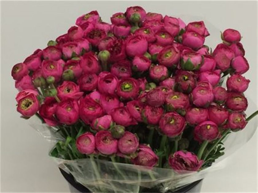 Ranunculus-Dark-Pink – Emirgan Botanik