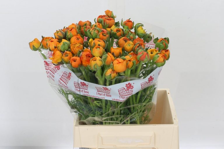 Ranunculus-Orange – Emirgan Botanik