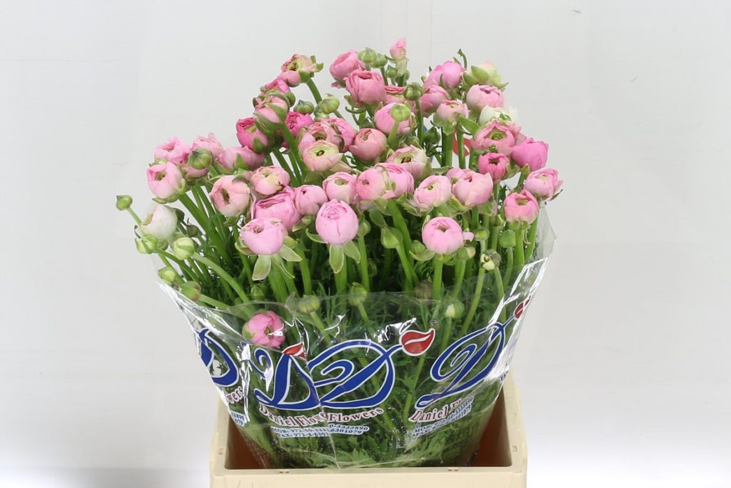 Ranunculus-Pink – Emirgan Botanik