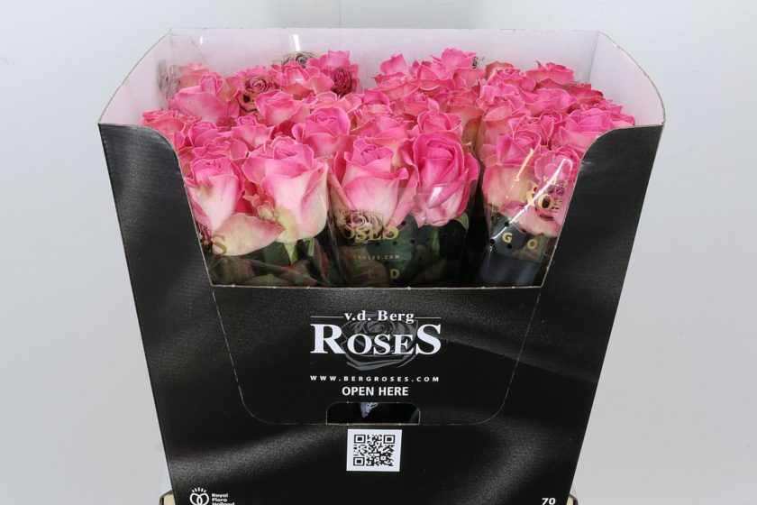 Rosa gr avalanche candy – Emirgan Botanik