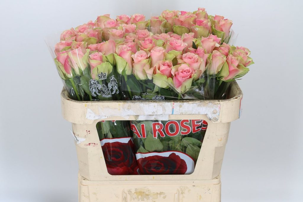 Rosa gr belle rose – Emirgan Botanik