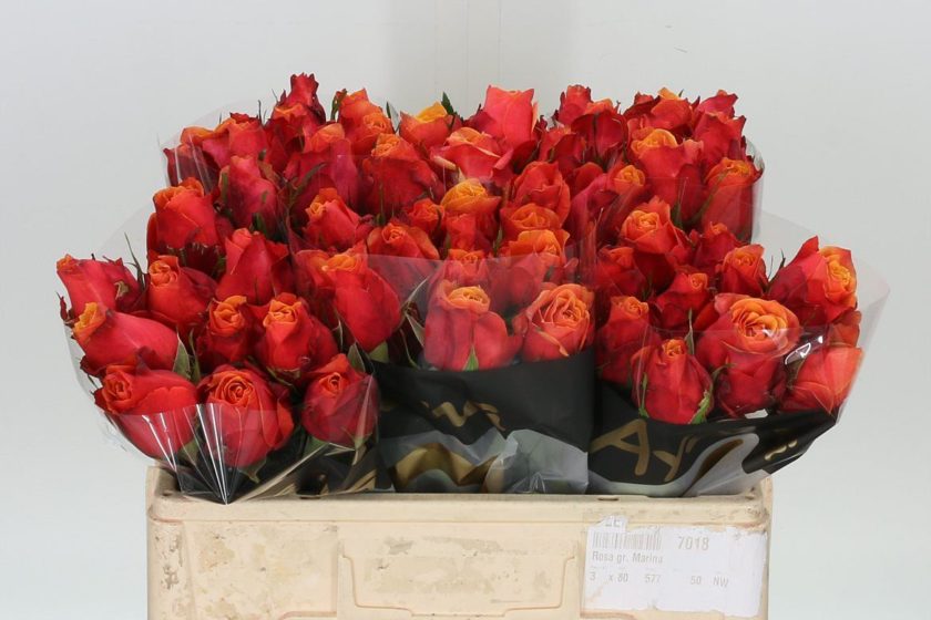 Rosa gr cherry brandy – Emirgan Botanik