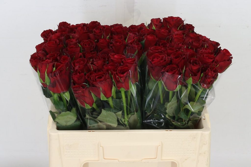 Rosa gr furiosa – Emirgan Botanik