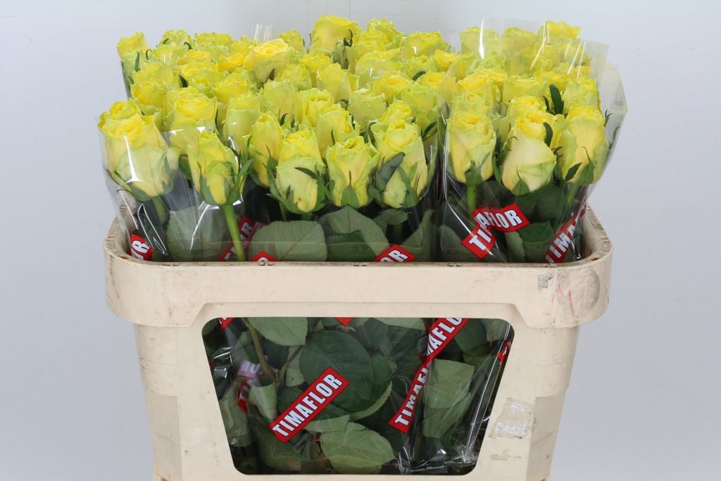 Rosa gr good times – Emirgan Botanik