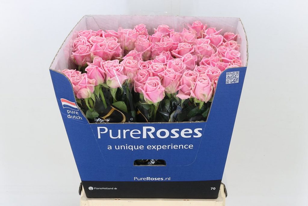 Rosa gr heaven – Emirgan Botanik