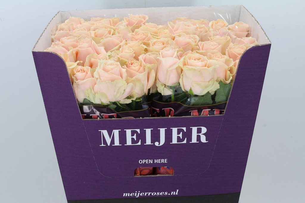 Rosa gr pearl avalanche – Emirgan Botanik