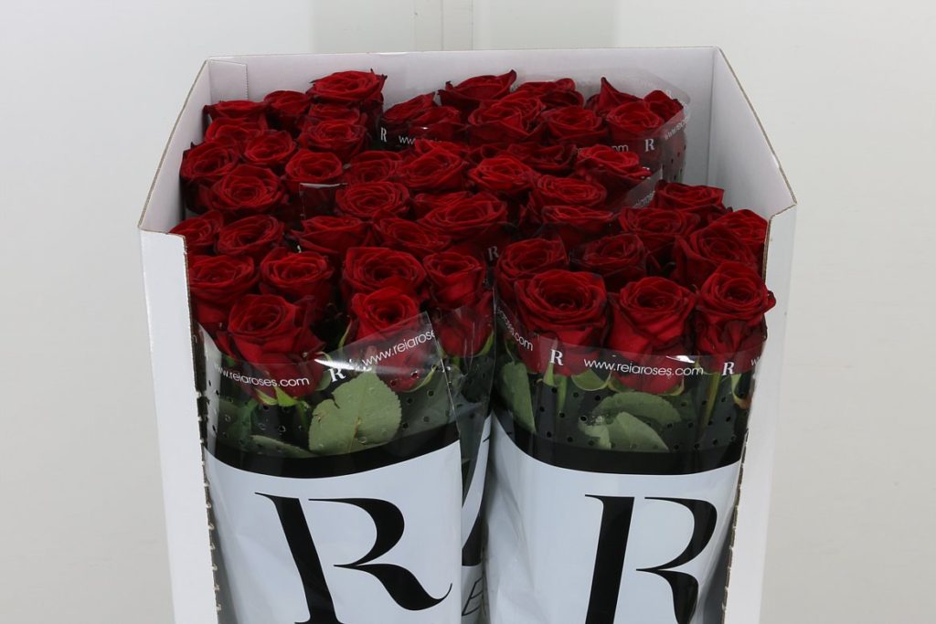 Rosa gr red naomi – Emirgan Botanik