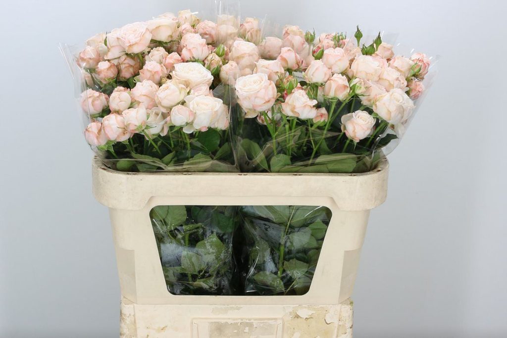 Rosa tr bombastic – Emirgan Botanik