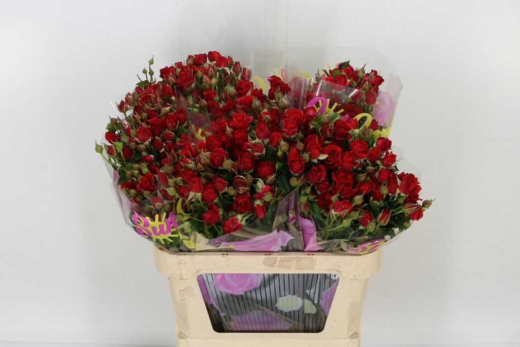 Rosa tr mirabel – Emirgan Botanik