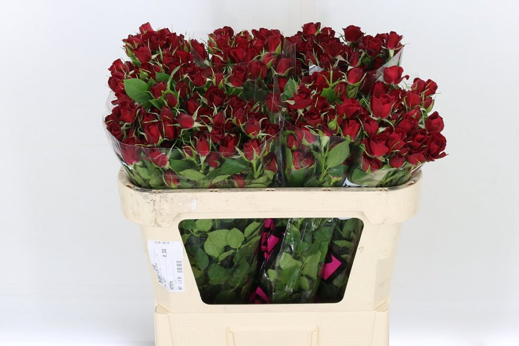 Rosa tr rubicon – Emirgan Botanik