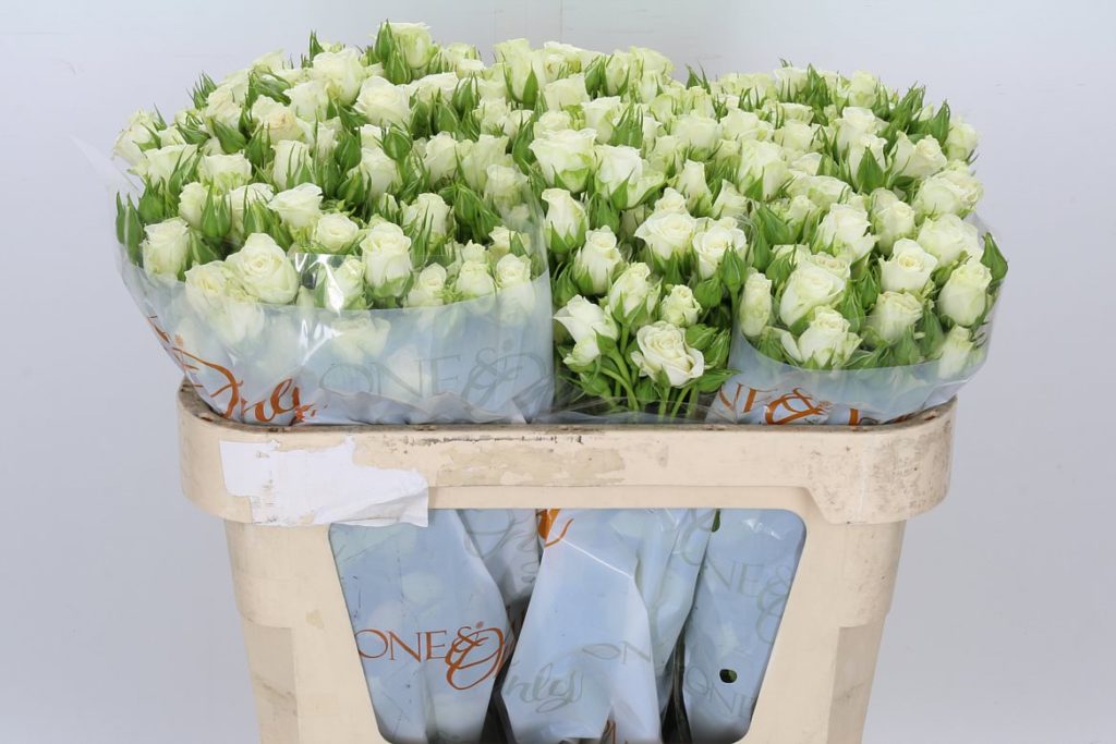 Rosa tr snowflake – Emirgan Botanik