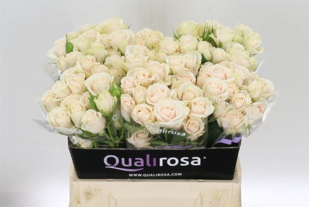 Rosa tr super bubbles – Emirgan Botanik