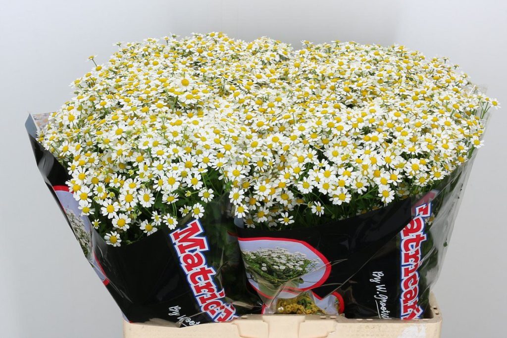 Single-White-Tannacetum – Emirgan Botanik