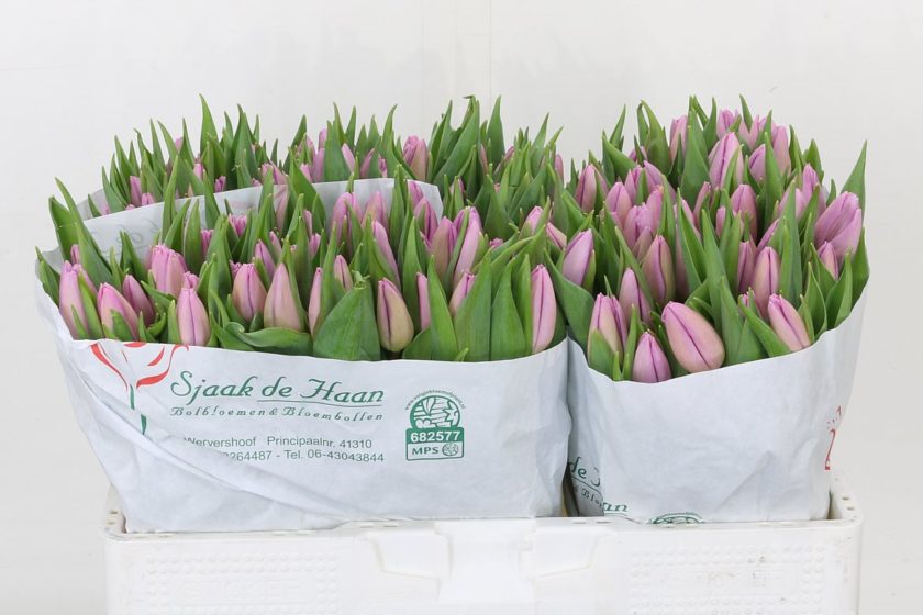 Tulip-Candy-Prince – Emirgan Botanik