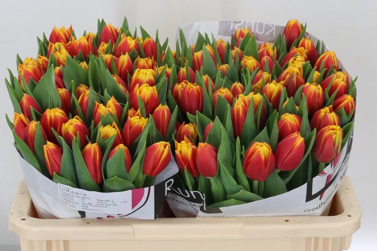 Tulip-Cilesta – Emirgan Botanik