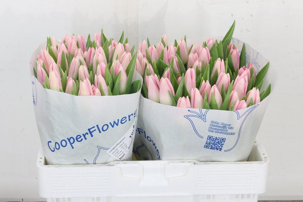 Tulip-Dynasty – Emirgan Botanik