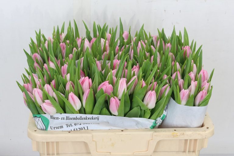 Tulip-First-Class – Emirgan Botanik