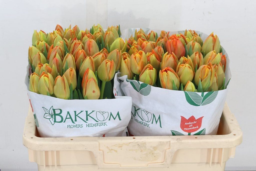 Tulip-Icoon – Emirgan Botanik