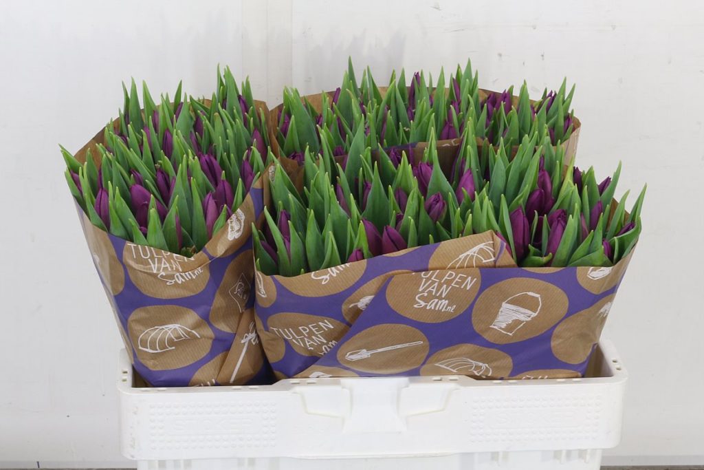 Tulip-Laptop – Emirgan Botanik