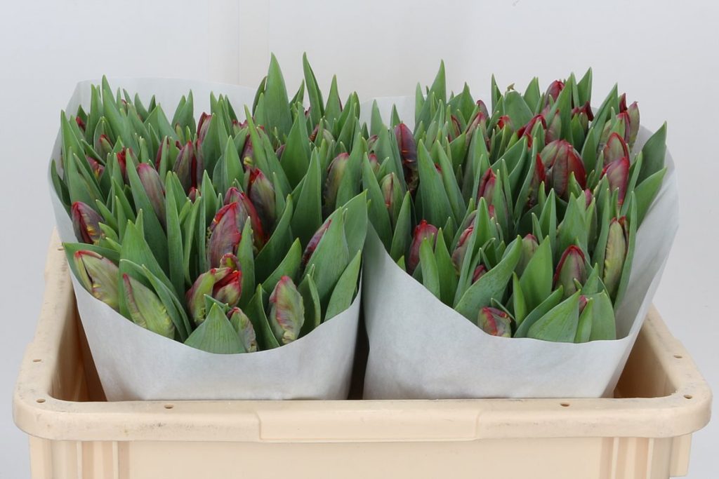Tulip-Parrot-Rococo – Emirgan Botanik