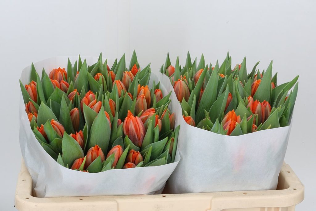 Tulip-Princes-Irene – Emirgan Botanik