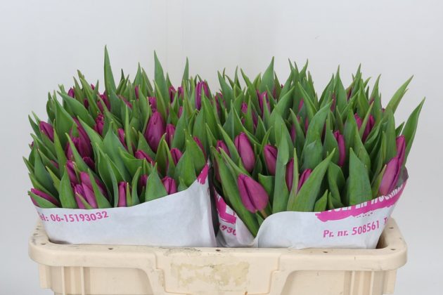 Tulip-Purple-Prince – Emirgan Botanik