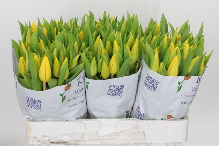 Tulip-Strong-Gold – Emirgan Botanik