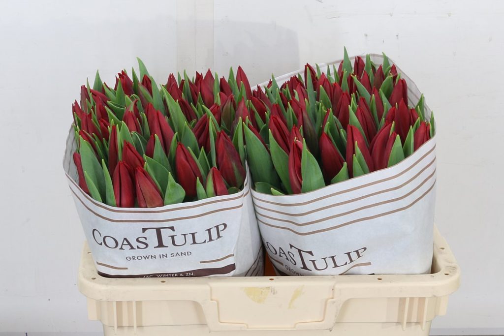 Tulip-Strong-Love – Emirgan Botanik