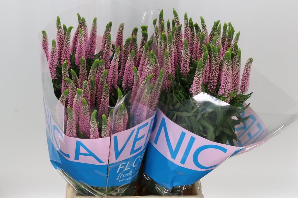 Veronica-Smart-Enjoyce – Emirgan Botanik