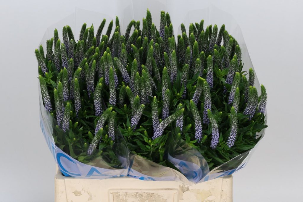 Veronica-Smart-June – Emirgan Botanik