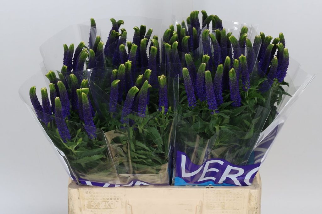 Veronica-Smart-Laguna – Emirgan Botanik