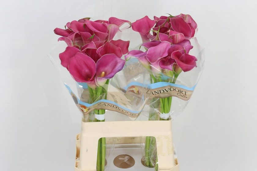 Zantedeschia-Captain-Cheerio – Emirgan Botanik