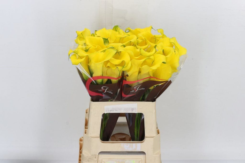 Zantedeschia-Captain-Solo – Emirgan Botanik