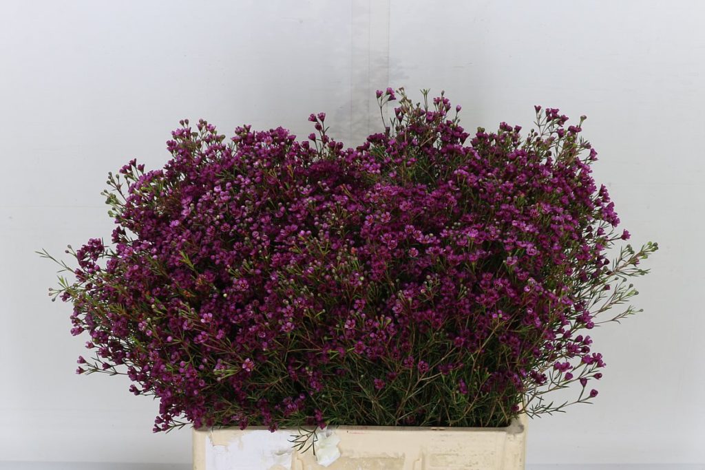 Chamelaucium-Jupiter – Emirgan Botanik