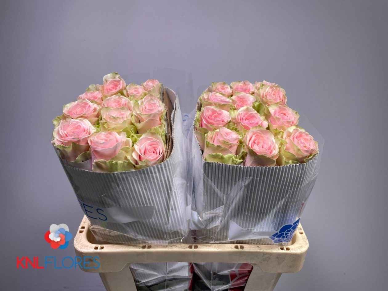 rosa gr frutteto – Emirgan Botanik