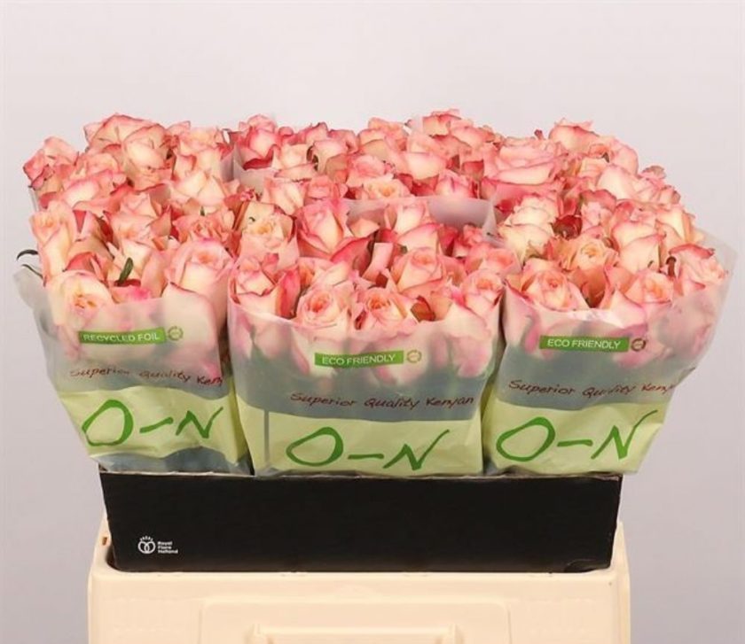 rosa gr gran turismo – Emirgan Botanik