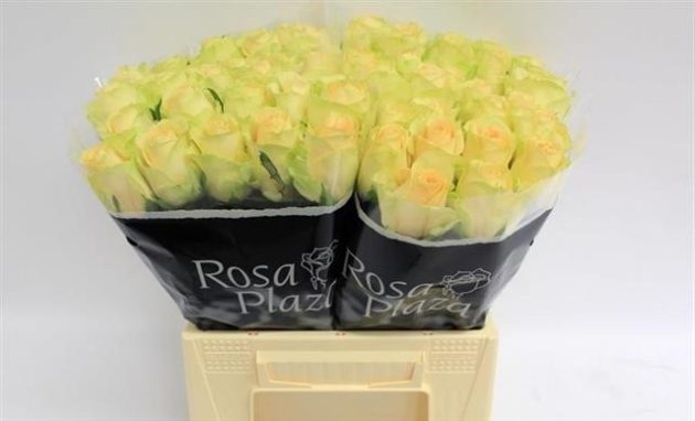 rosa gr magıc avalanche – Emirgan Botanik