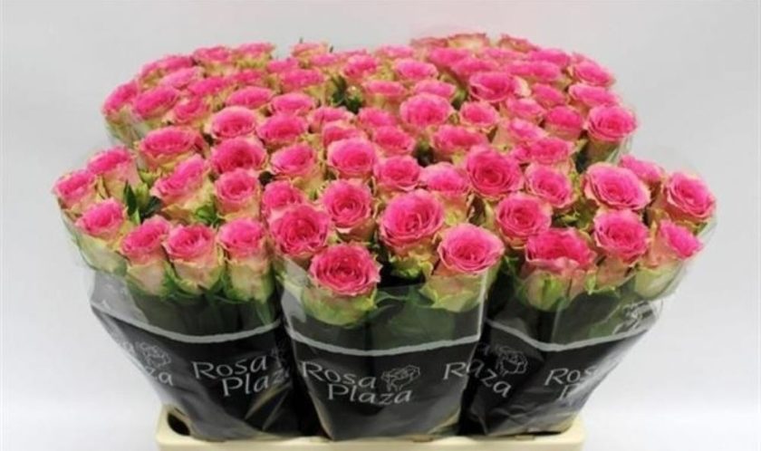 rosa gr times square – Emirgan Botanik