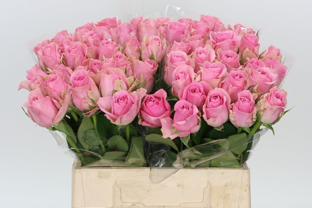 Rosa gr vuvuzela – Emirgan Botanik
