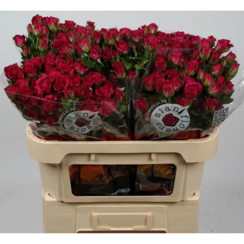 rosa tr cheyenne – Emirgan Botanik